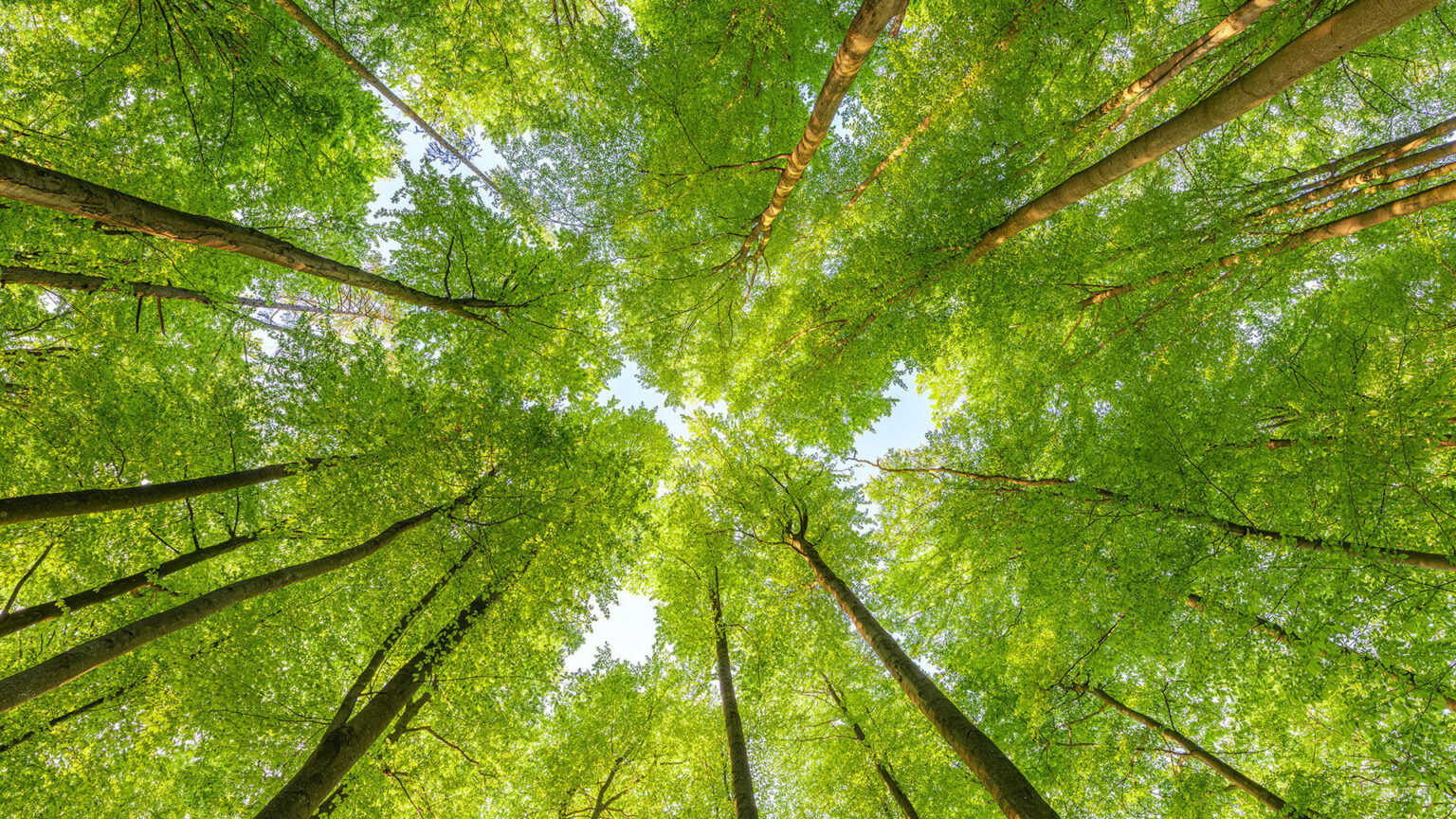 PFAS: An uninsurable risk? - Capital Law